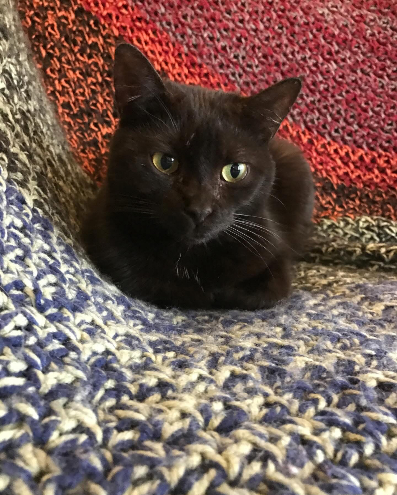 Itty Bitty Widdle Kitty in Northbrook, IL | A Gentle Goodbye Veterinary ...